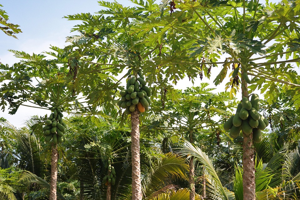Papaya Plantation Fruit - Free photo on Pixabay