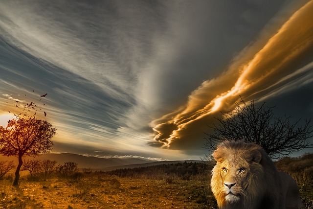 10,000+ Free Lion Picture & Lion Photos - Pixabay