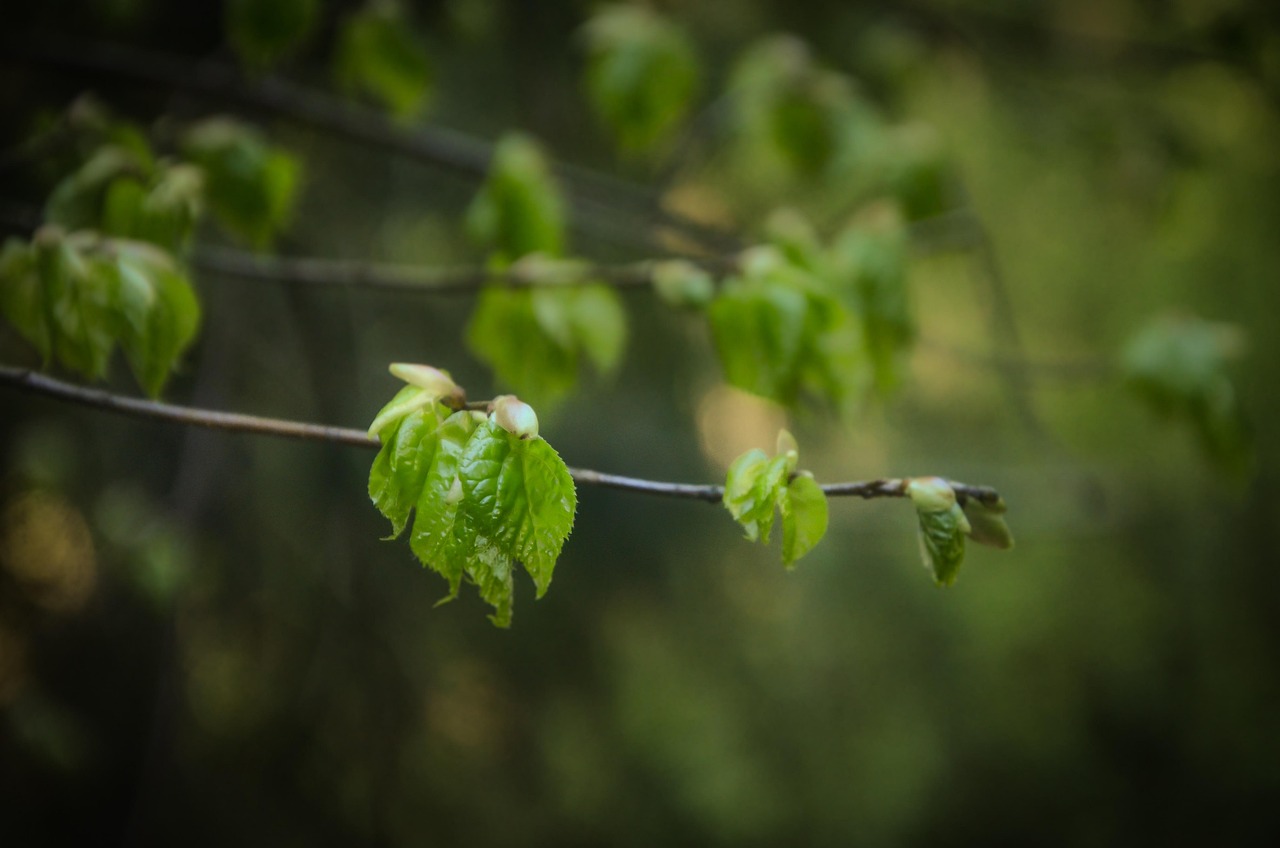 Nature Feuilles Le Printemps - Photo gratuite sur Pixabay - Pixabay