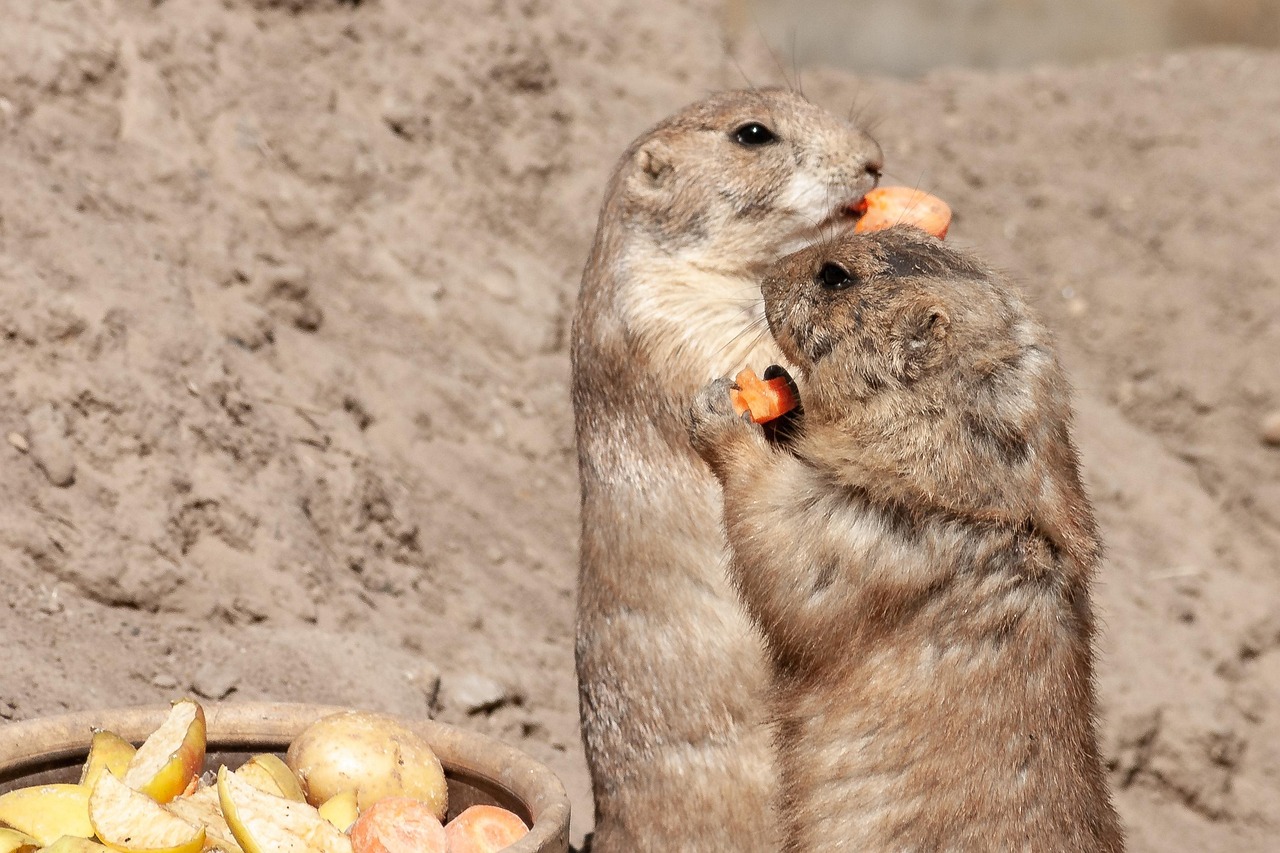 Berlin Animal Park Rodent - Free photo on Pixabay