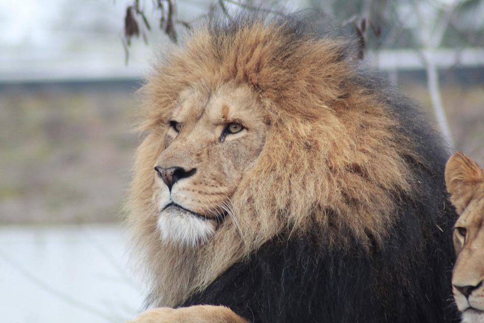 Male Lion Singa Margasatwa Kebun - Foto gratis di Pixabay - Pixabay