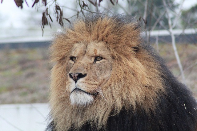 10,000+ Free Male Lion & Lion Images - Pixabay