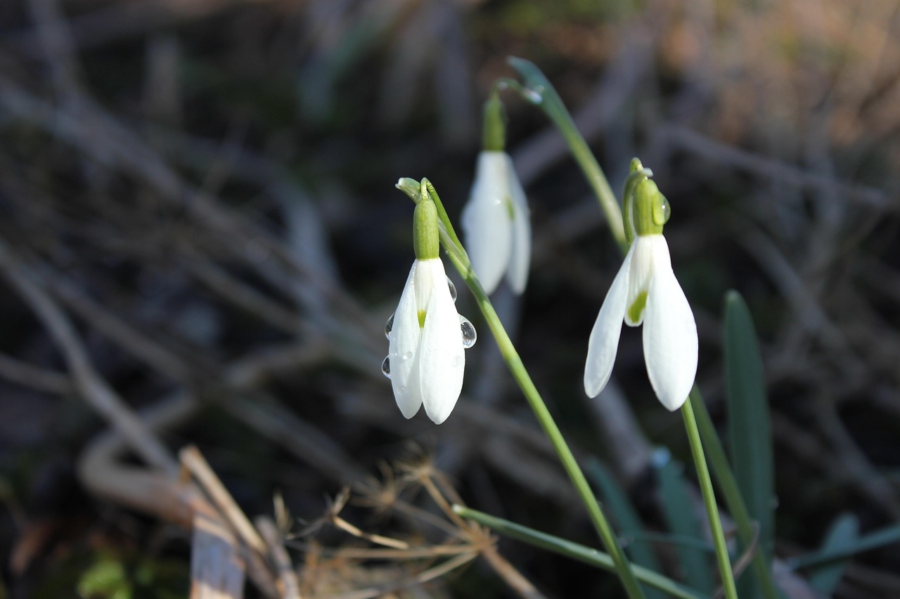 Perce-Neige Plante Fleur - Photo gratuite sur Pixabay - Pixabay