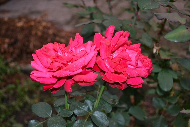 Rose Roses Plant - Free photo on Pixabay