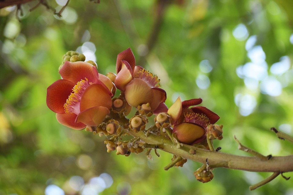Flower Sa La - Free photo on Pixabay - Pixabay