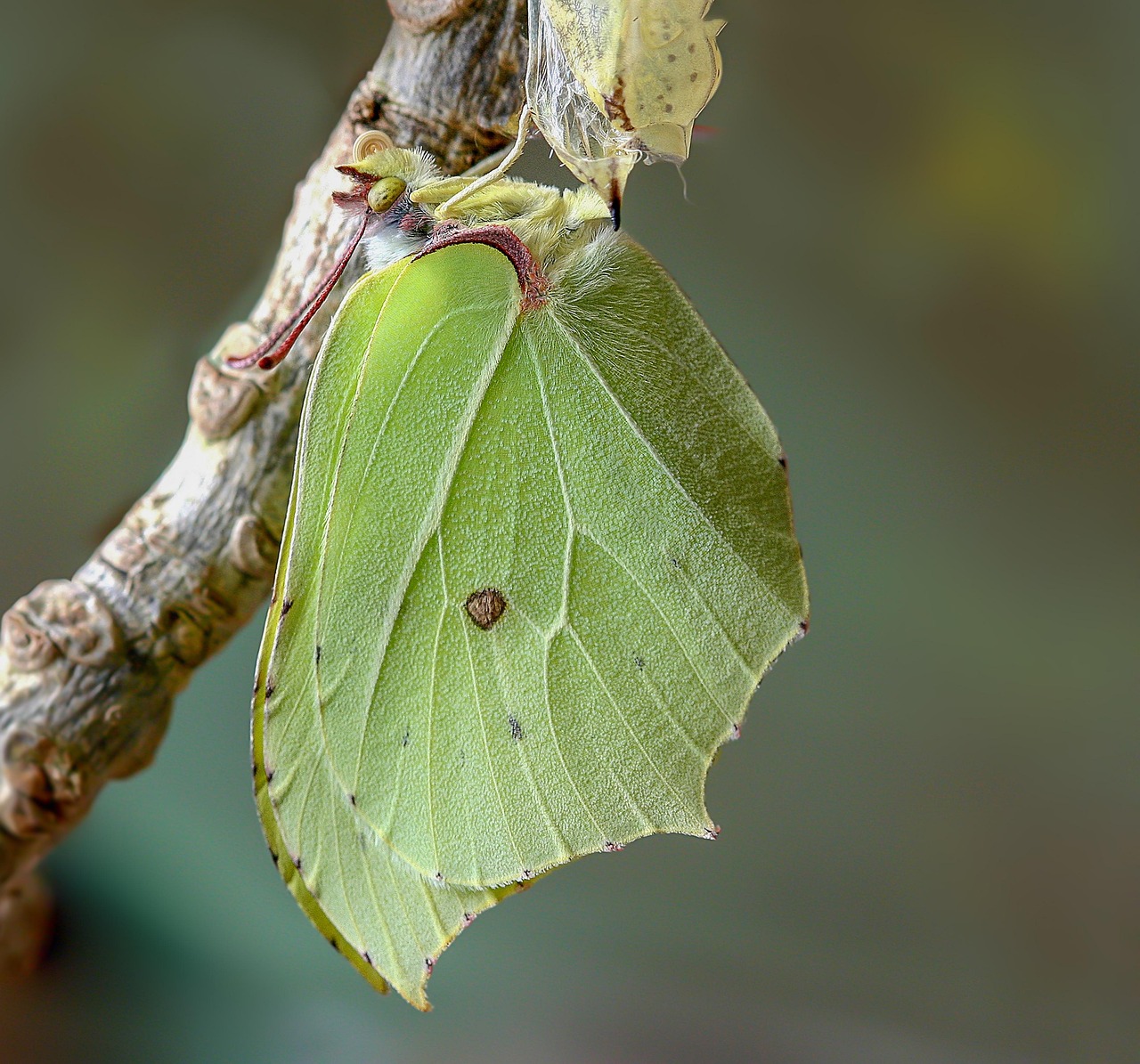 Butterfly Brimstone Nature - Free photo on Pixabay