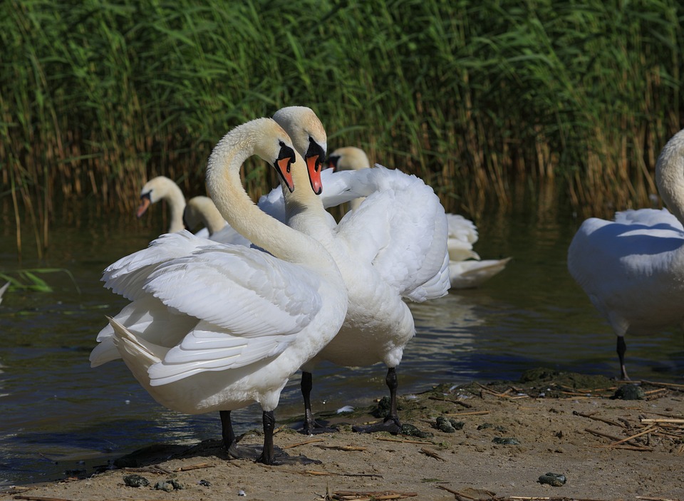 Swan Bird Animal - Free photo on Pixabay