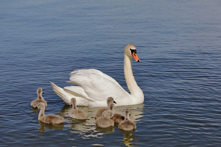 100+ Free Swan Baby & Swan Photos - Pixabay
