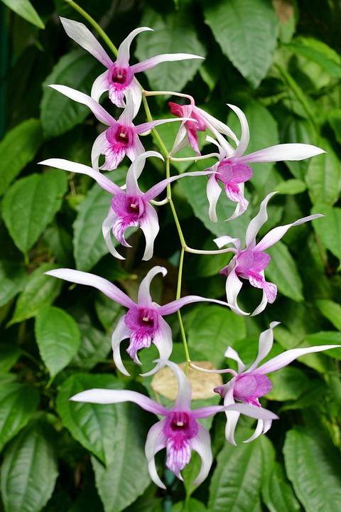 兰花 穗 开花 - Pixabay上的免费照片 - Pixabay