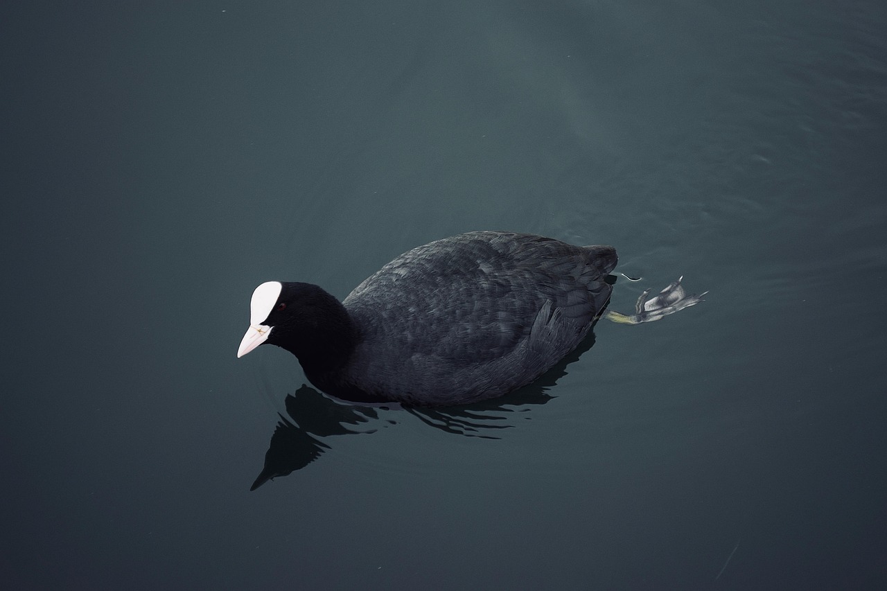 American Coot Duck Lake - Free photo on Pixabay - Pixabay