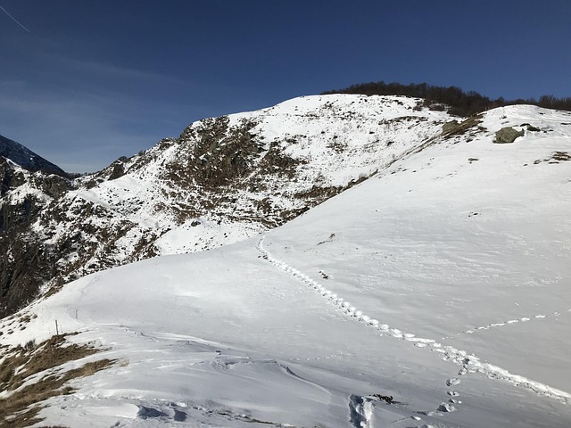 Lace Lion Alpine Route Alps - Free photo on Pixabay - Pixabay