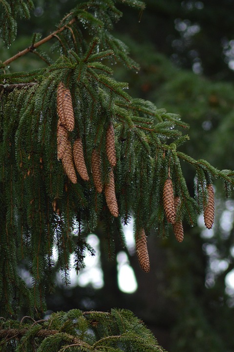 Pine Apple Fir - Free photo on Pixabay