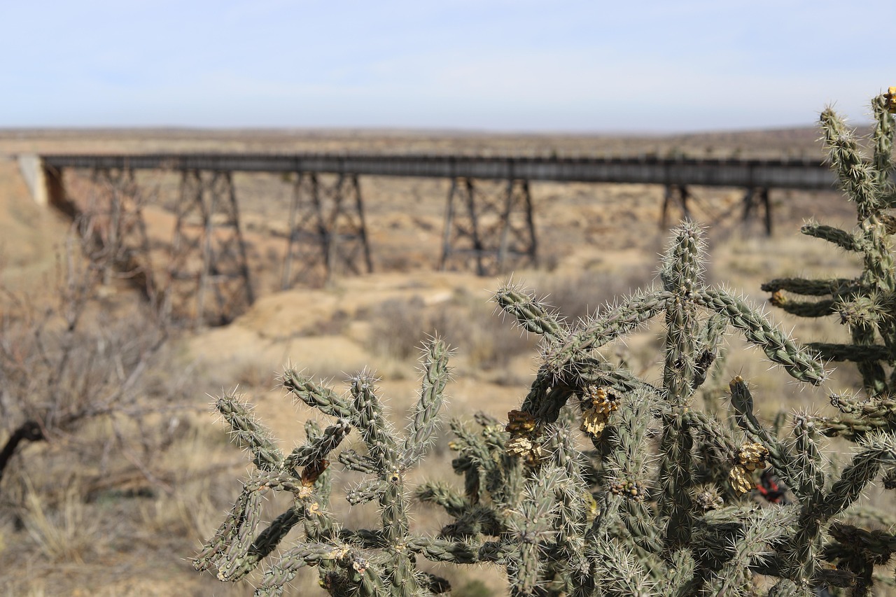 Cactus Tren De Enrejado Desierto - Foto gratis en Pixabay - Pixabay