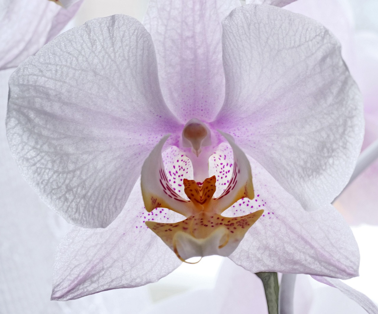 Orchidée Fleur Plante - Photo gratuite sur Pixabay - Pixabay