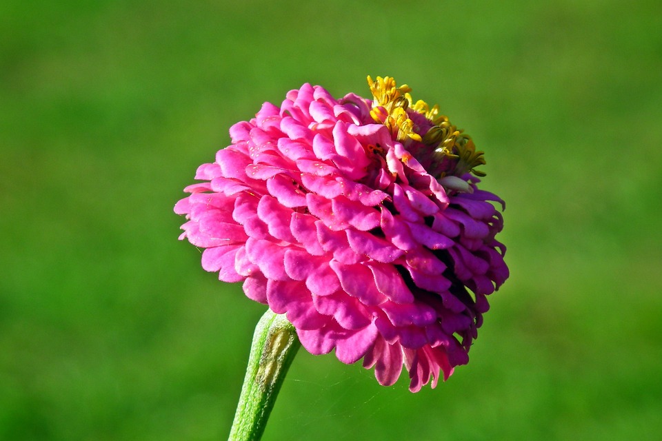 Zinnia Flor Rosado - Foto gratis en Pixabay - Pixabay