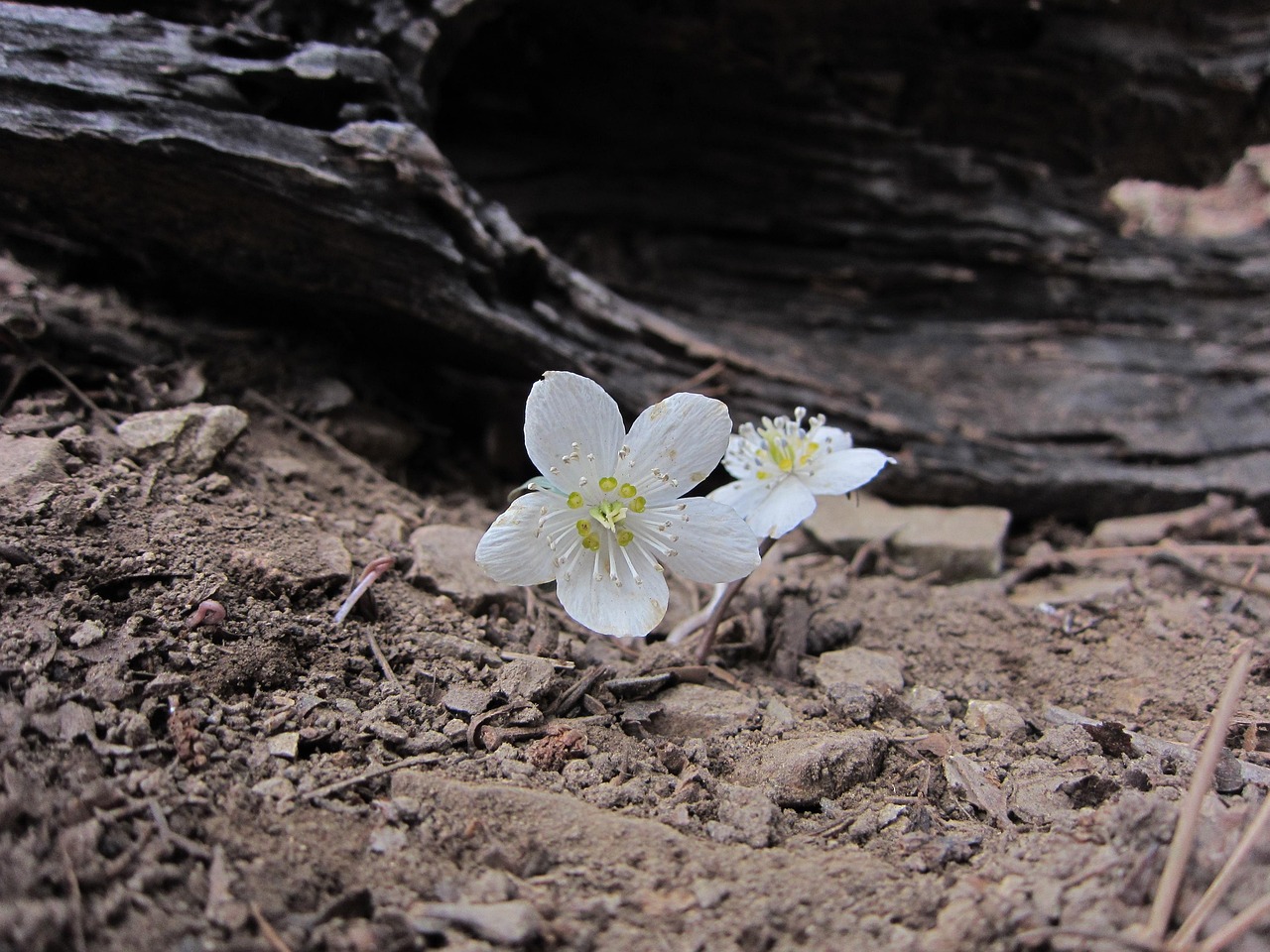 Spring Flower Swild Flowers Rana - Free photo on Pixabay - Pixabay