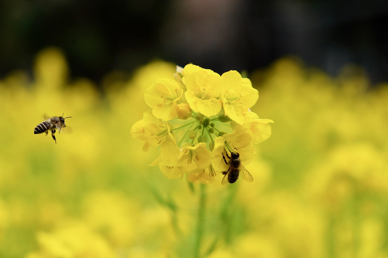 Greens Bees Yellow - Free photo on Pixabay - Pixabay