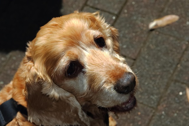 Câine Animal De Companie - Fotografie gratuită pe Pixabay - Pixabay