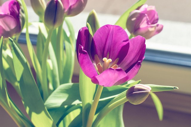 Tulipe Violet Mauve - Photo gratuite sur Pixabay - Pixabay