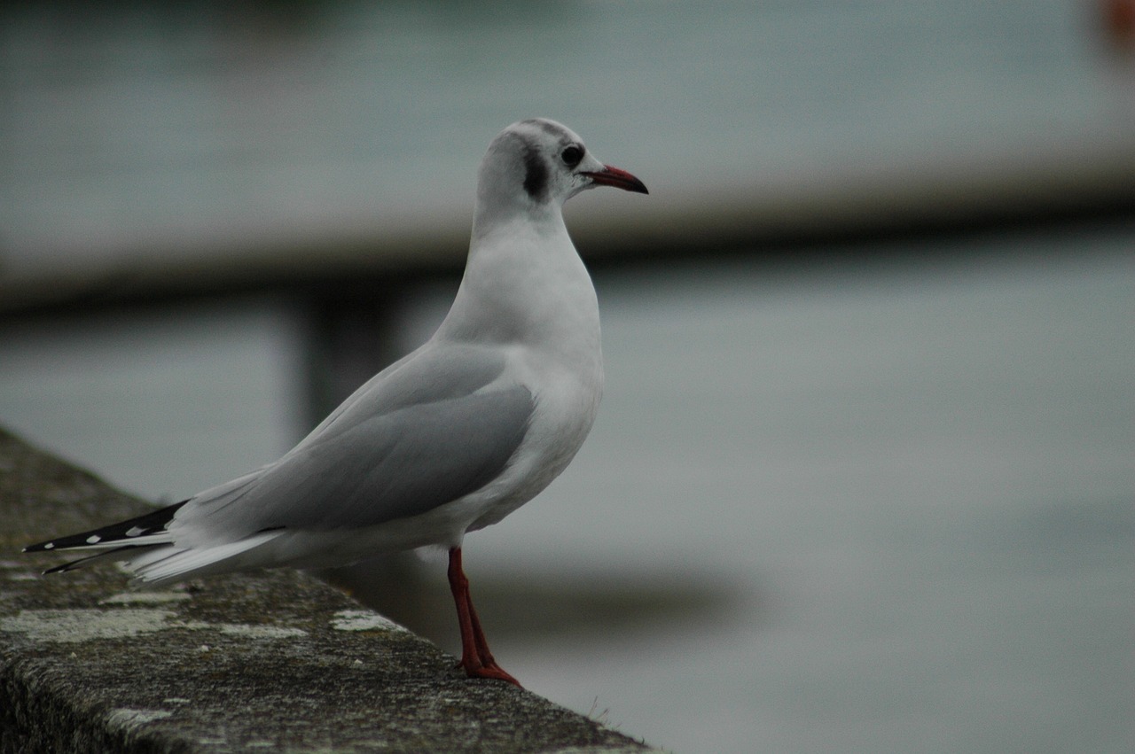 Seagull Birds Lake Léman - Free photo on Pixabay - Pixabay