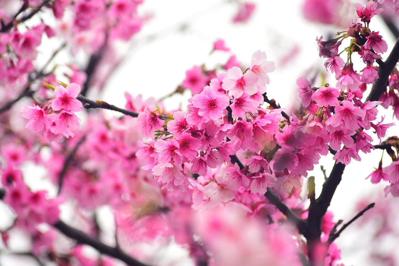 Flor Planta De Cereza Cerezo - Foto gratis en Pixabay - Pixabay