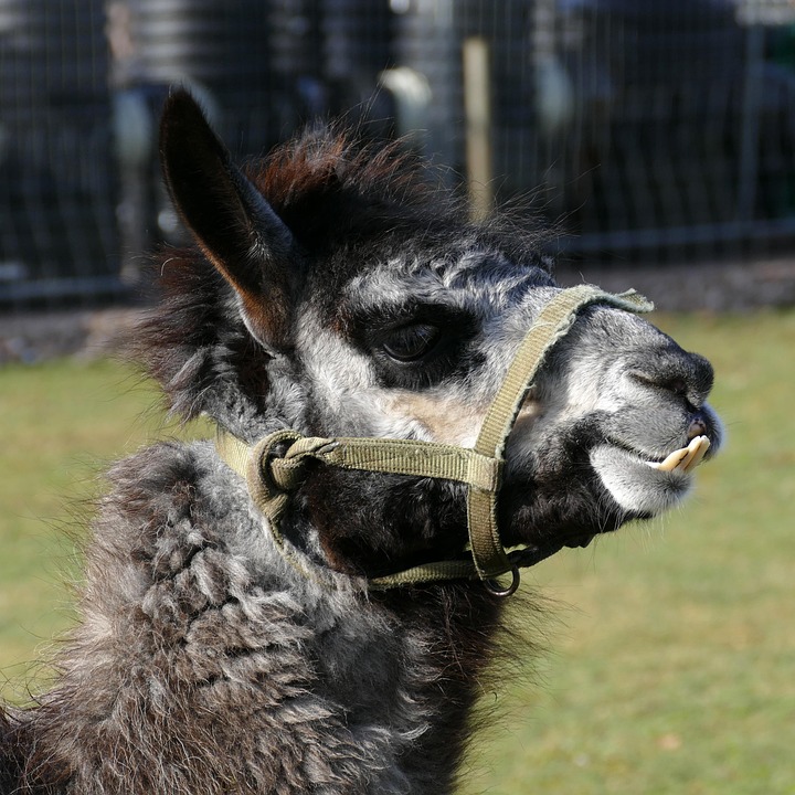 Lama Mammal Beast Of Burden South - Free photo on Pixabay - Pixabay