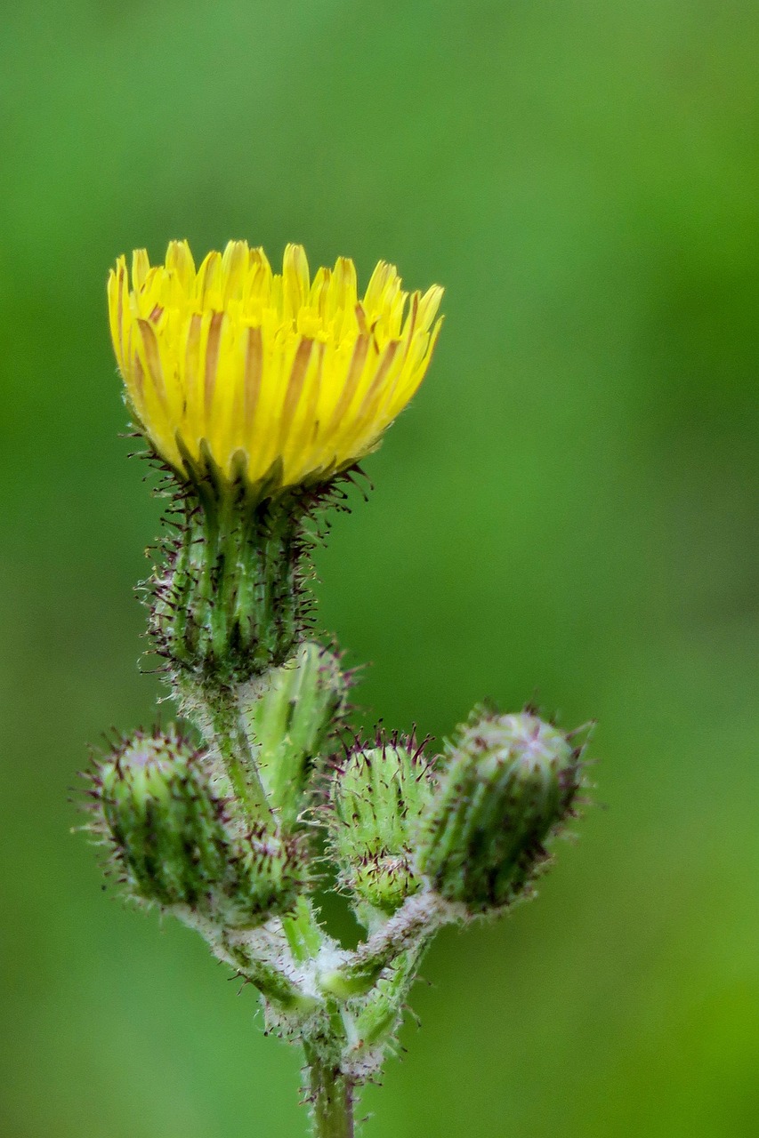 L'Huile De Bourrache Plat Plante - Photo gratuite sur Pixabay - Pixabay