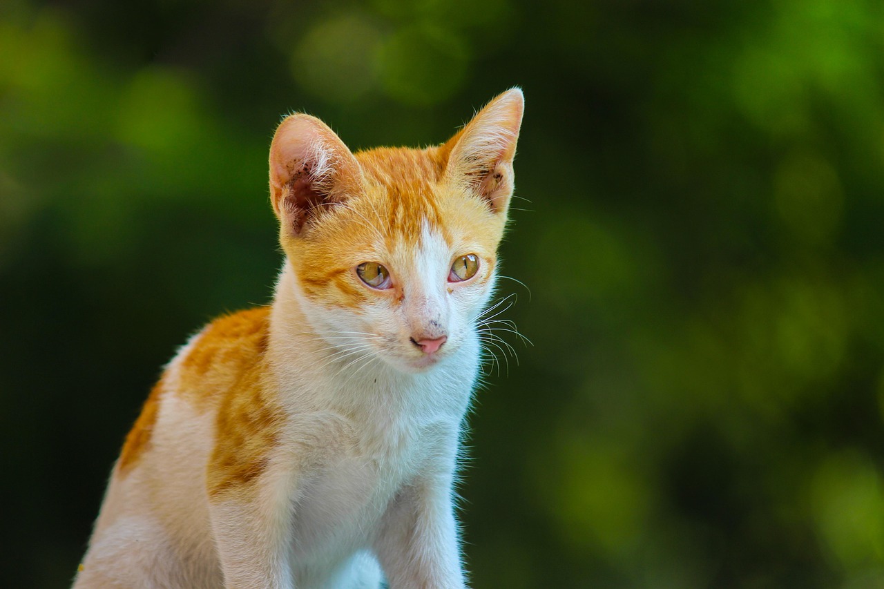 Gato Felino Animal - Foto gratis en Pixabay - Pixabay