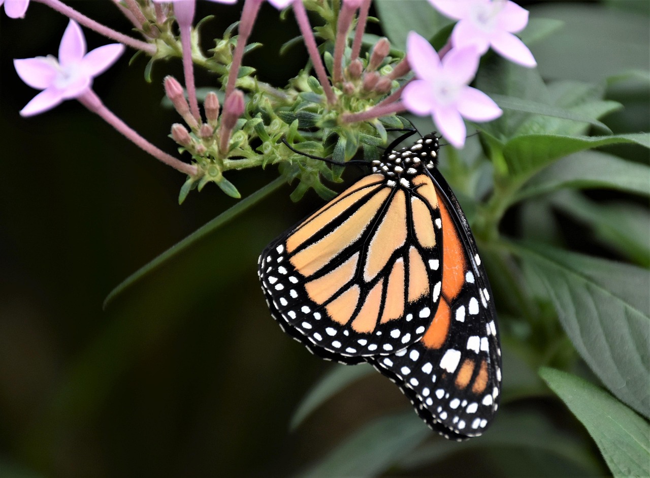 Butterfly Tropical - Free photo on Pixabay - Pixabay