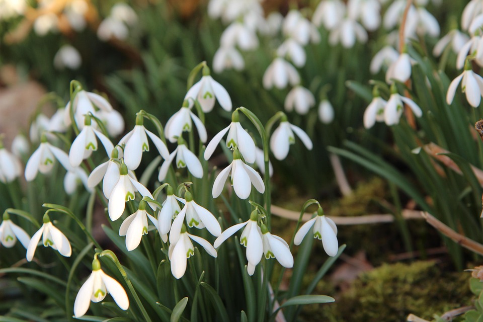 Perce-Neige Fleurs Blanches - Photo gratuite sur Pixabay - Pixabay