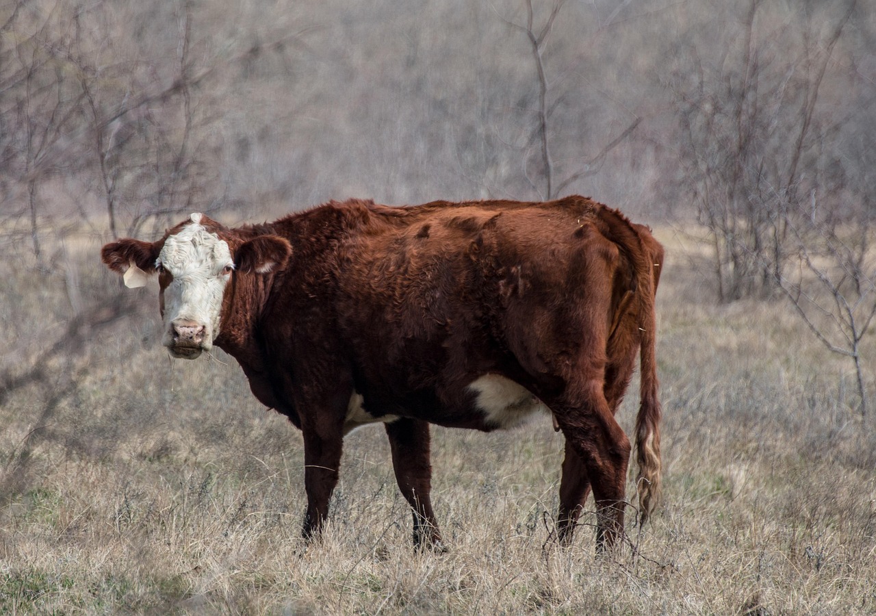 Sapi Padang Rumput Alam - Foto gratis di Pixabay - Pixabay