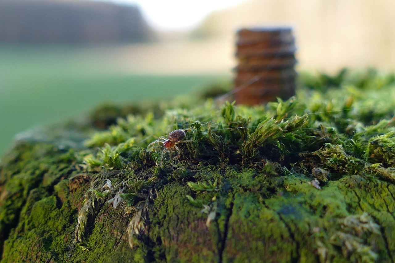 Spider Nature Stake - Free photo on Pixabay - Pixabay