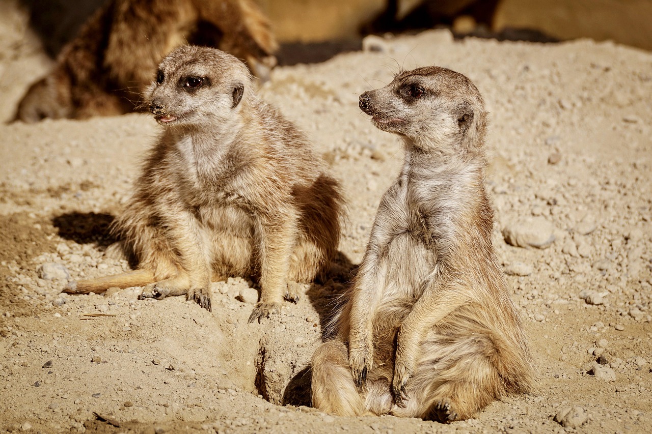 Meerkat Fun Watch Out - Free photo on Pixabay - Pixabay