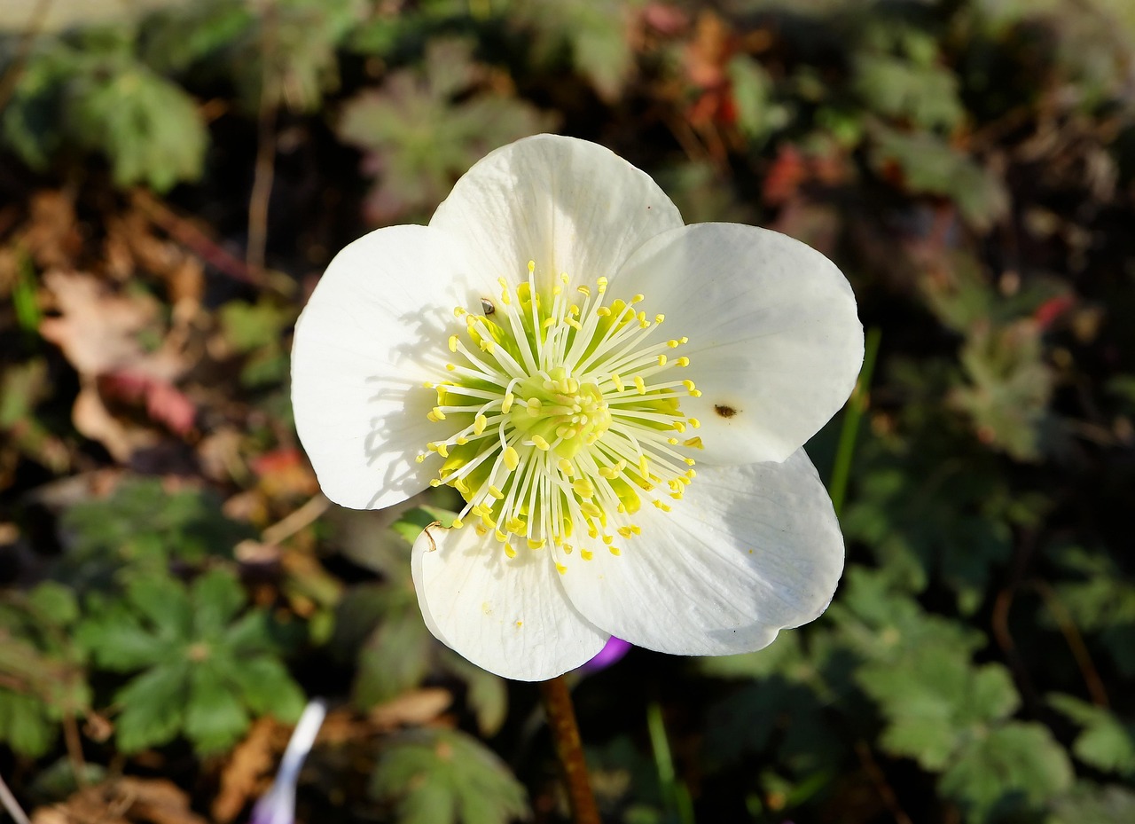 100+ kostenlose Schneerosen und Christrose-Bilder - Pixabay