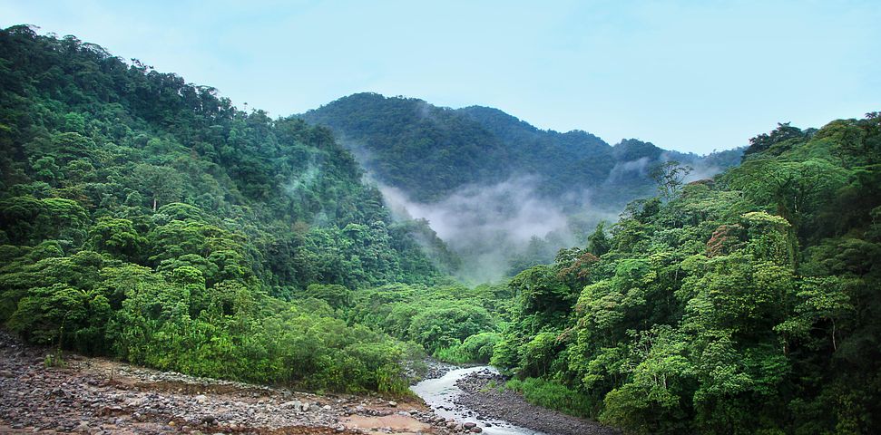 1,000+ Free Rainforest & Jungle Images - Pixabay