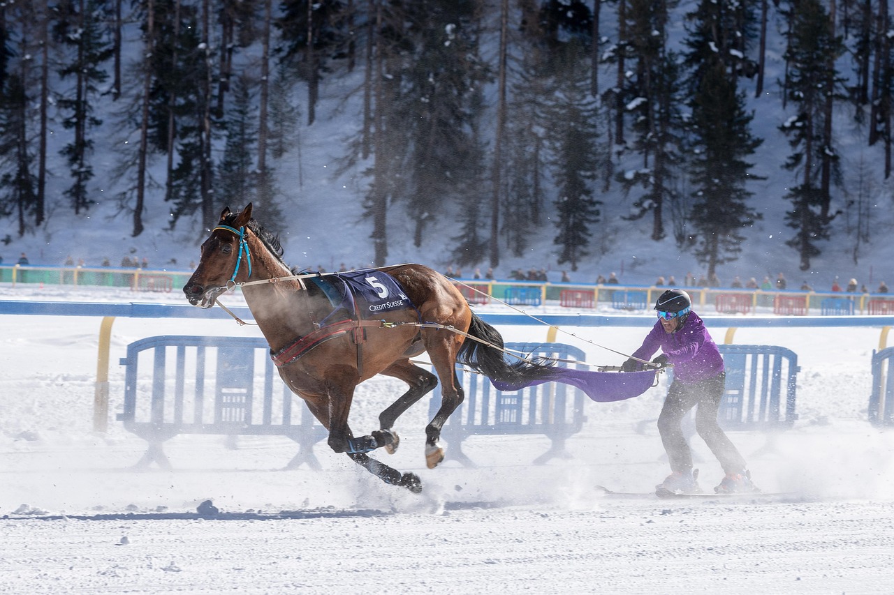 600+ Free Horse Race & Horse Photos - Pixabay
