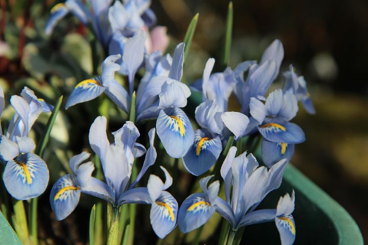 400+ Free Blue Iris & Iris Images - Pixabay