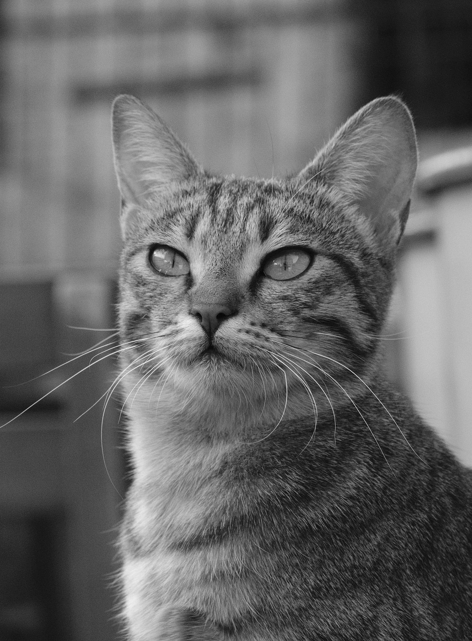 Gato Callejero Solo Vagabundo - Foto gratis en Pixabay - Pixabay