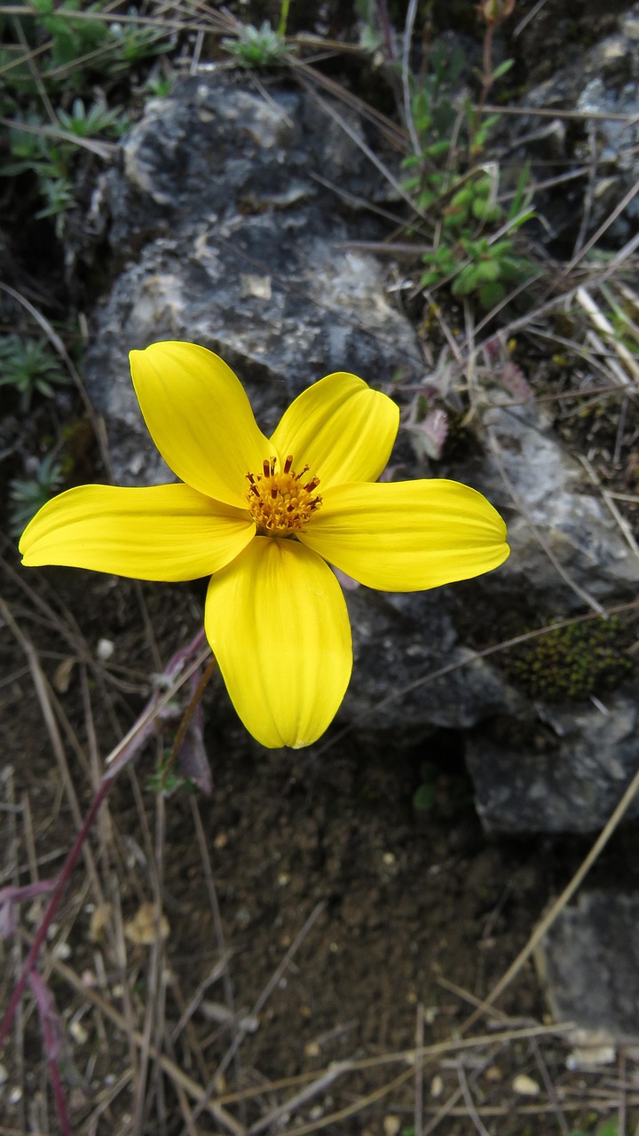 Flower Yellow Petals - Free photo on Pixabay - Pixabay