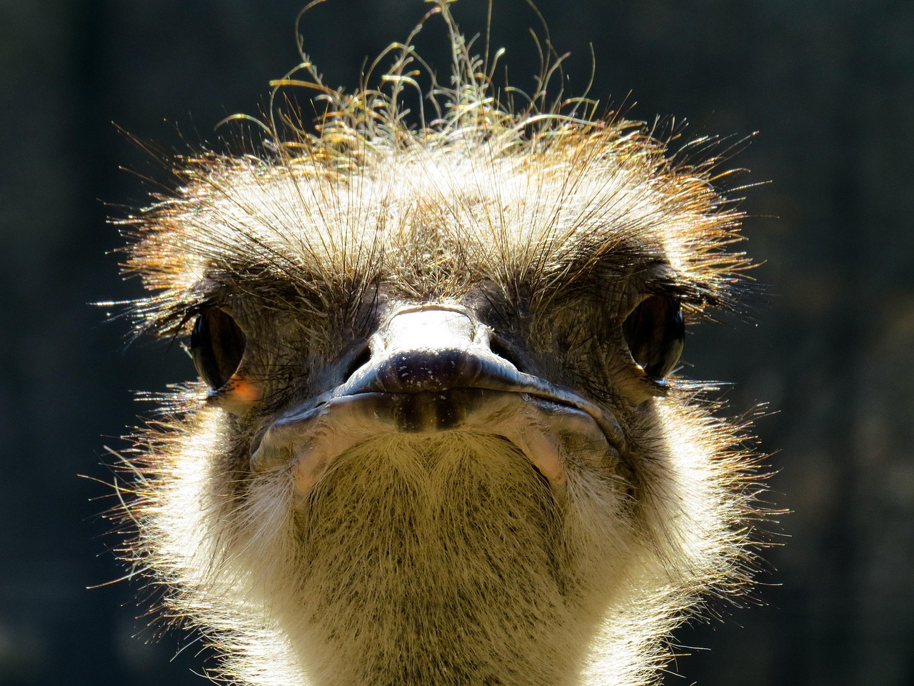 2,000+ Free Ostrich & Nature Images - Pixabay