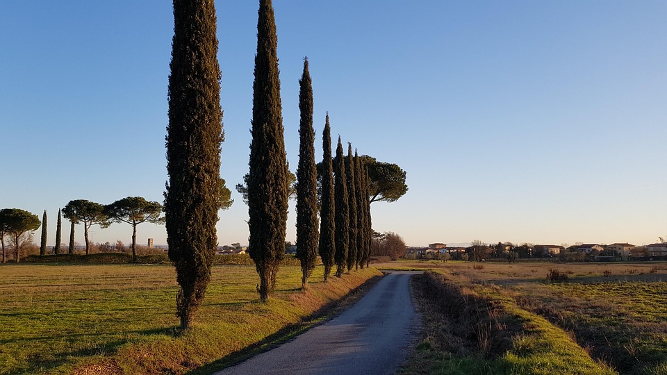 Cypresses Tuscany Nature - Free photo on Pixabay