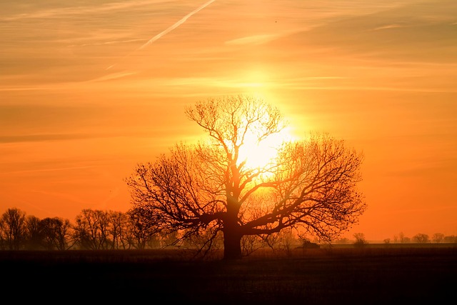 Sunrise Tree Silhouette Morning - Free photo on Pixabay