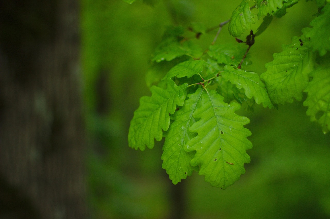 Vert Feuille Le Printemps - Photo gratuite sur Pixabay - Pixabay