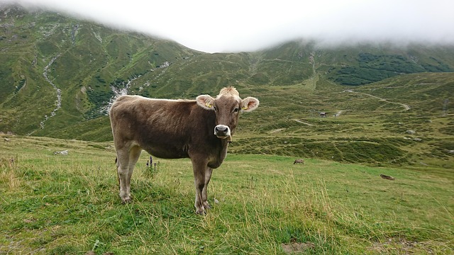 Vaca Paisaje Viviendo Libre - Foto gratis en Pixabay - Pixabay