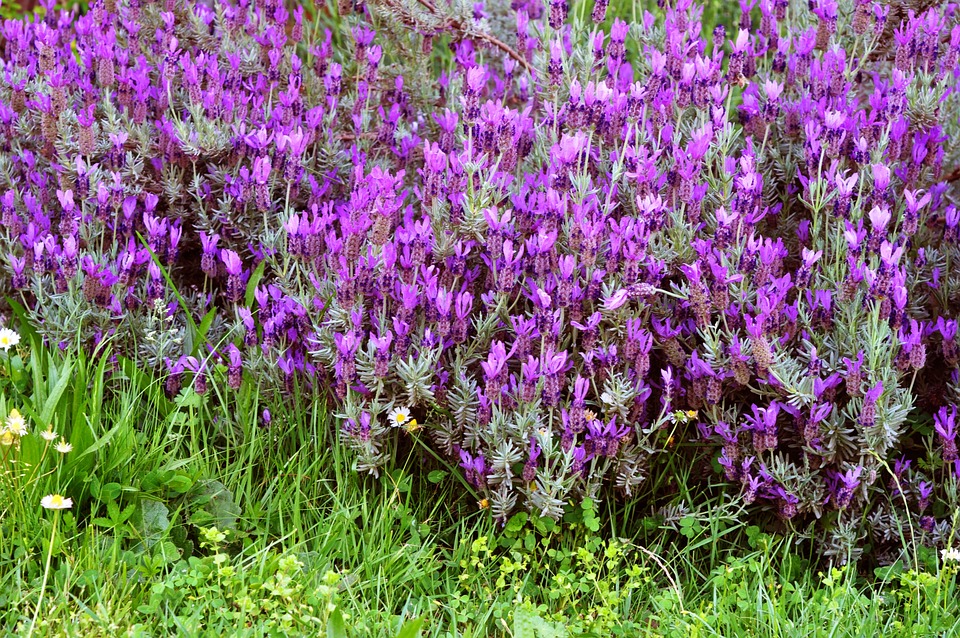 Flower Nature Fior - Free photo on Pixabay