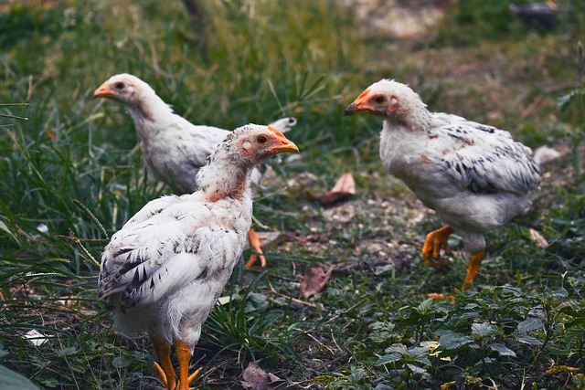 Página 2 - Más de 40 000 imágenes gratis de Pollos Granjas y Naturaleza ...