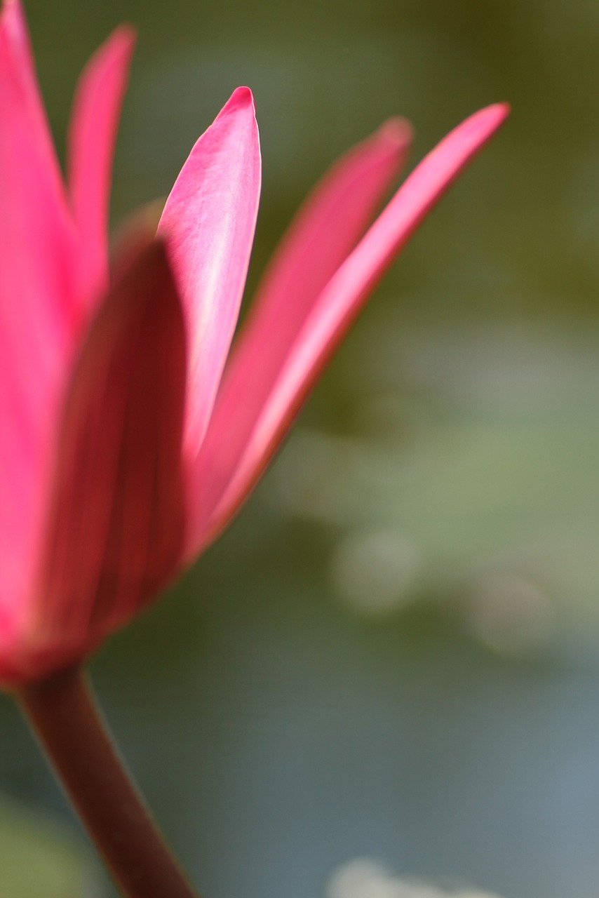 Çiçek Lotus Gölet Bitkisi Suda - Pixabay'de ücretsiz fotoğraf - Pixabay