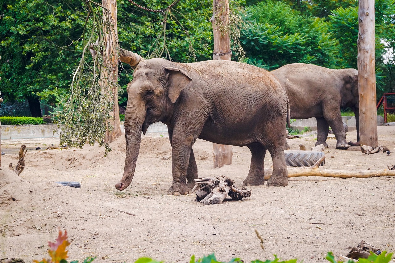 +6.000 Ücretsiz Elephant ve Fil Görseli - Pixabay