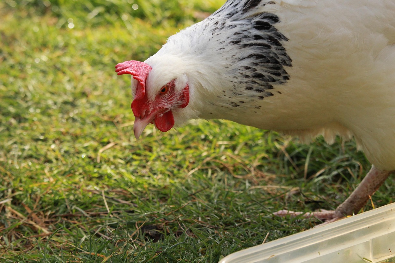 3,000+ Free Hens & Chicken Images - Pixabay
