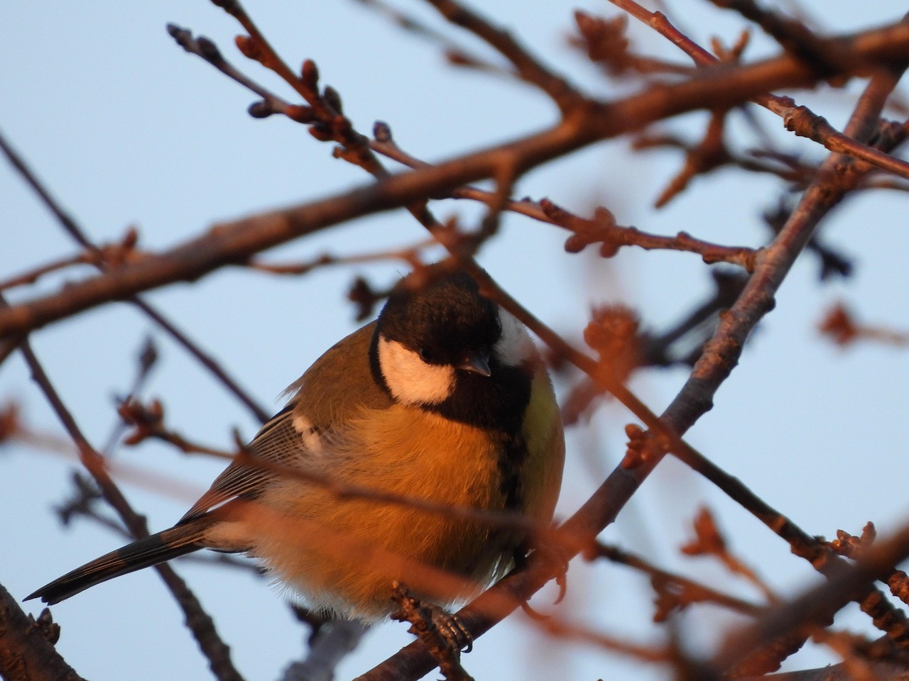 Little Bird Bullfinch Small - Free photo on Pixabay - Pixabay